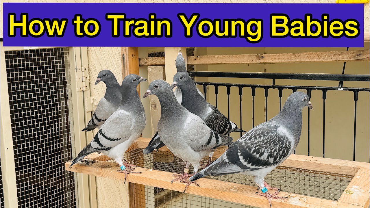 How to train Young Racing Pigeons babies on loft | Racing Pigeons ...