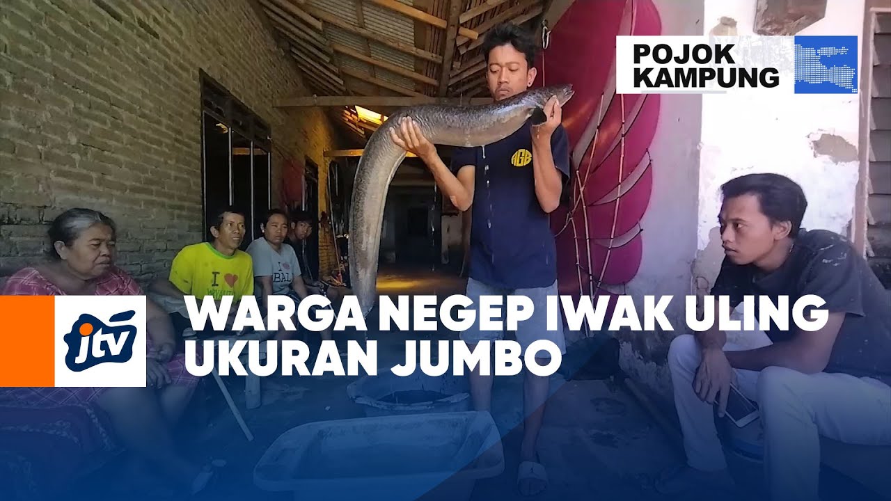 Warga Negep Iwak Uling Ukuran Jumbo | POJOK KAMPUNG JTV - YouTube
