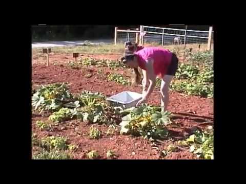What Does It Take To Be A Farmer? Barefoot Farms of Belton - YouTube
