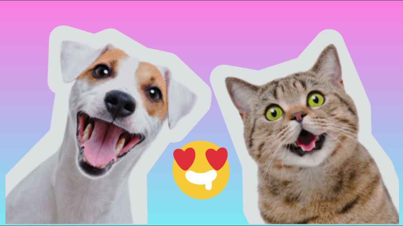 Laughter Guaranteed with These HILARIOUS Pet Animals! | Guaranteed ...