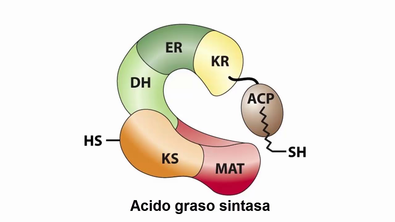Cofactores enzimáticos tercera parte - YouTube