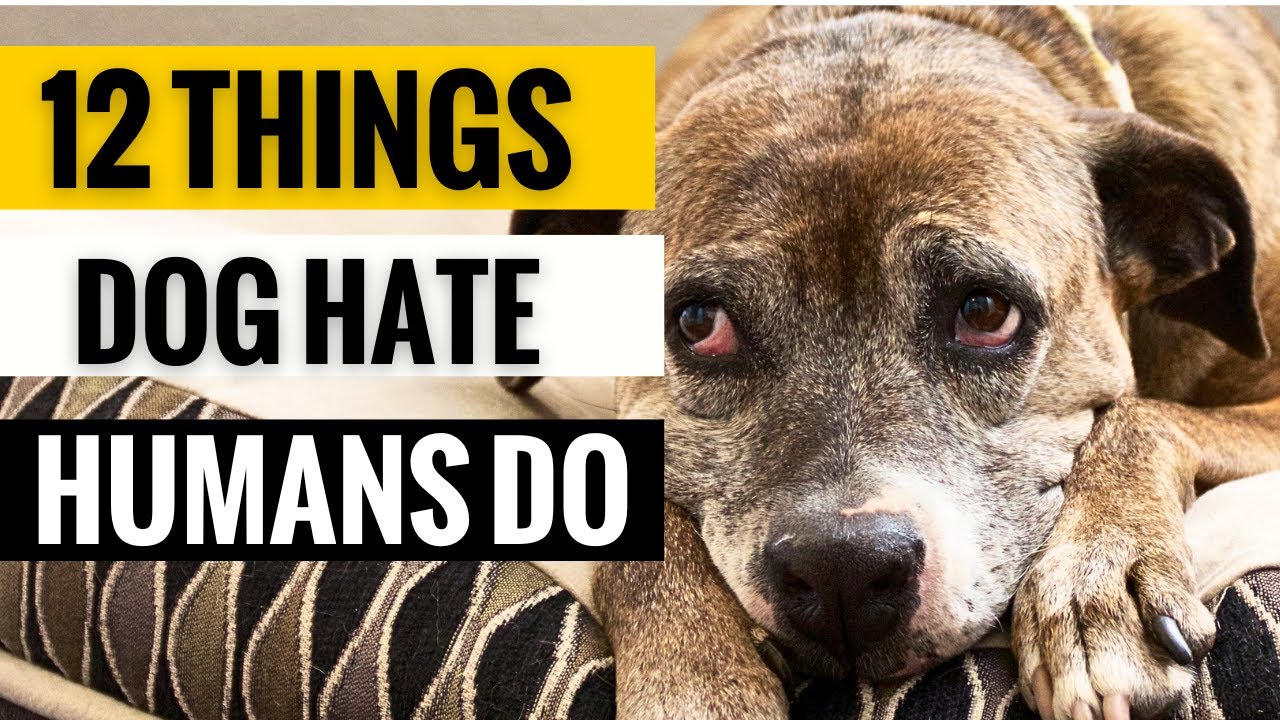 12 Things Dogs Hate That Humans Do - YouTube