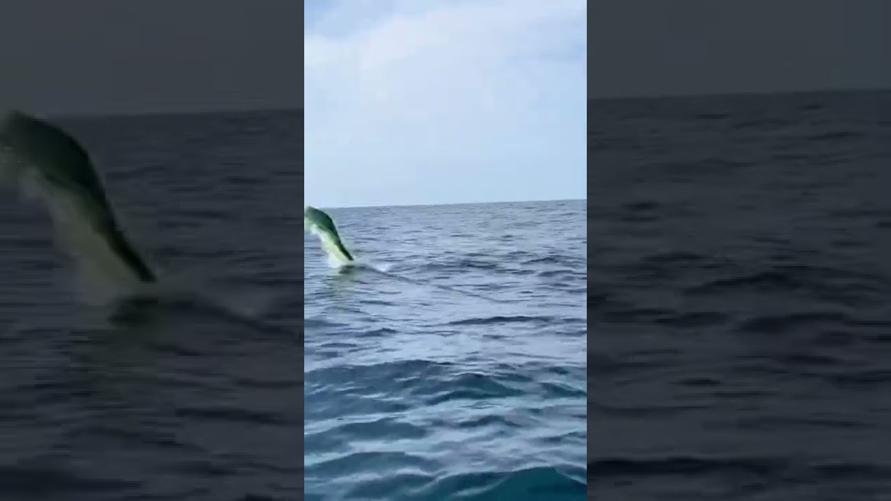 Mahi Mahi Jumping out of the Water - YouTube