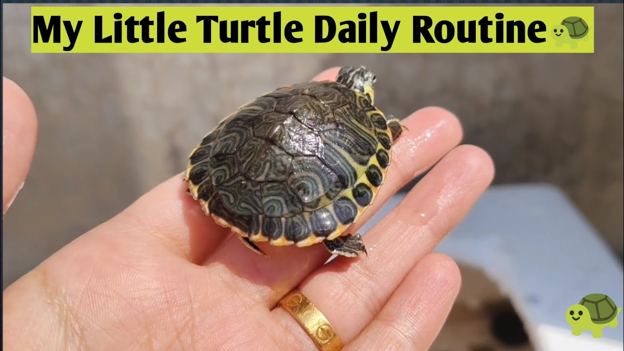 my little turtle daily routine🐢| the little turtle and the sea - YouTube