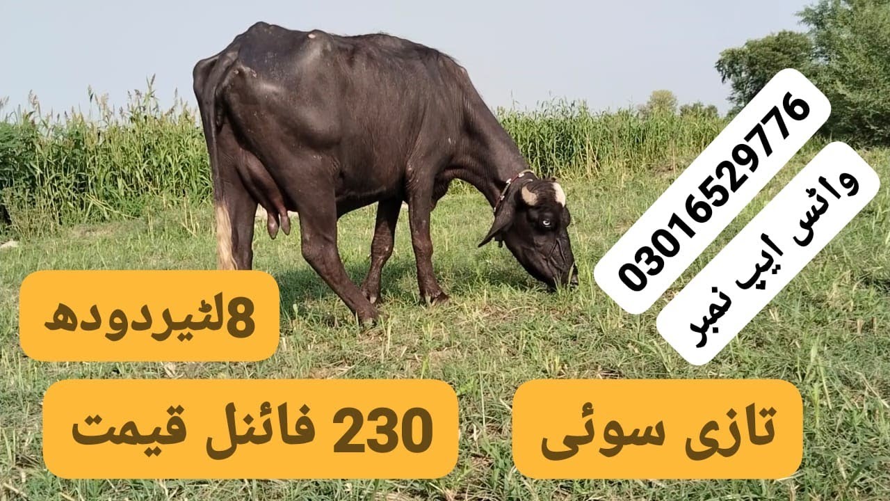 watch pure neeli Ravi buffalo for sale 28-7-2024 in Punjab Pakistan on ...