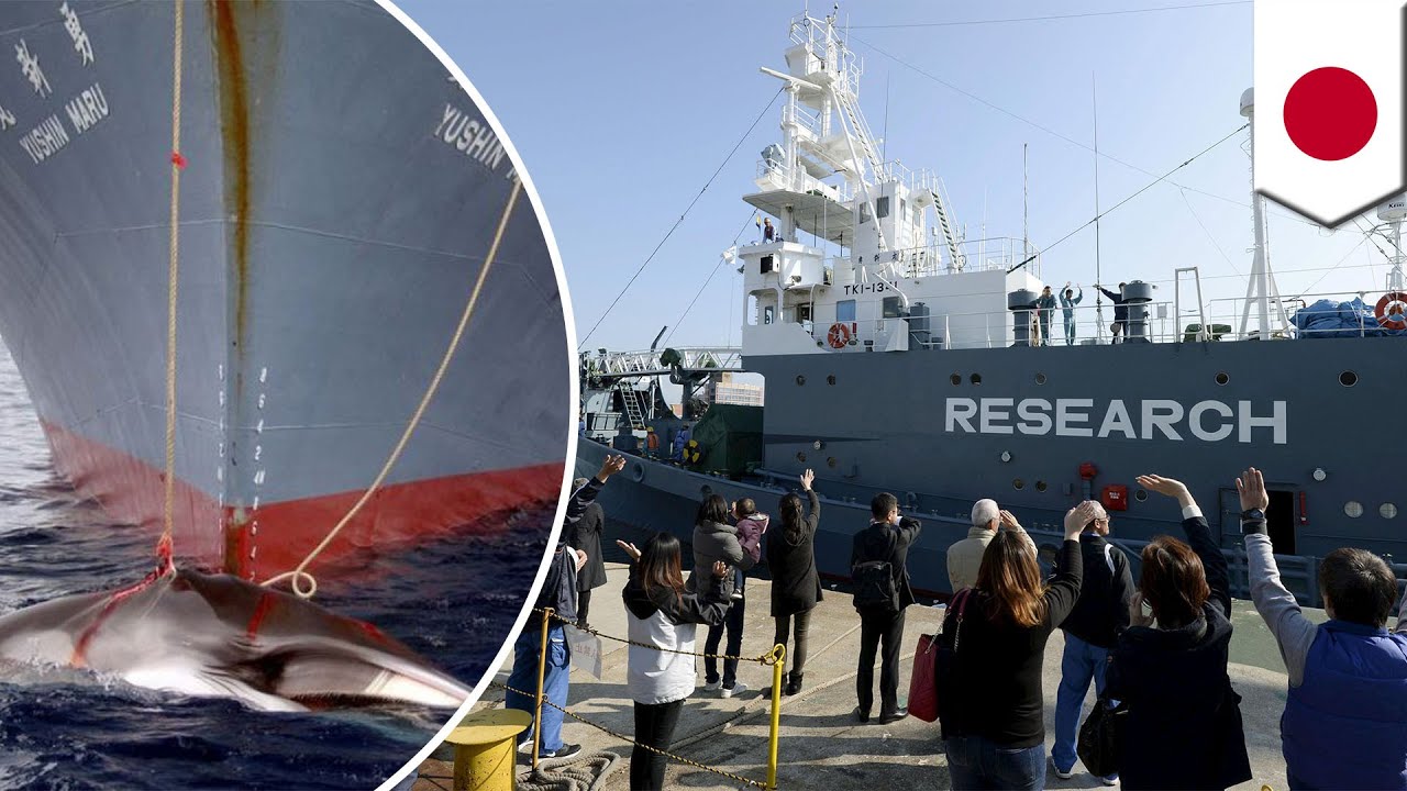 Japan sends slaughter ships to hunt and kill 333 minke whales for ...