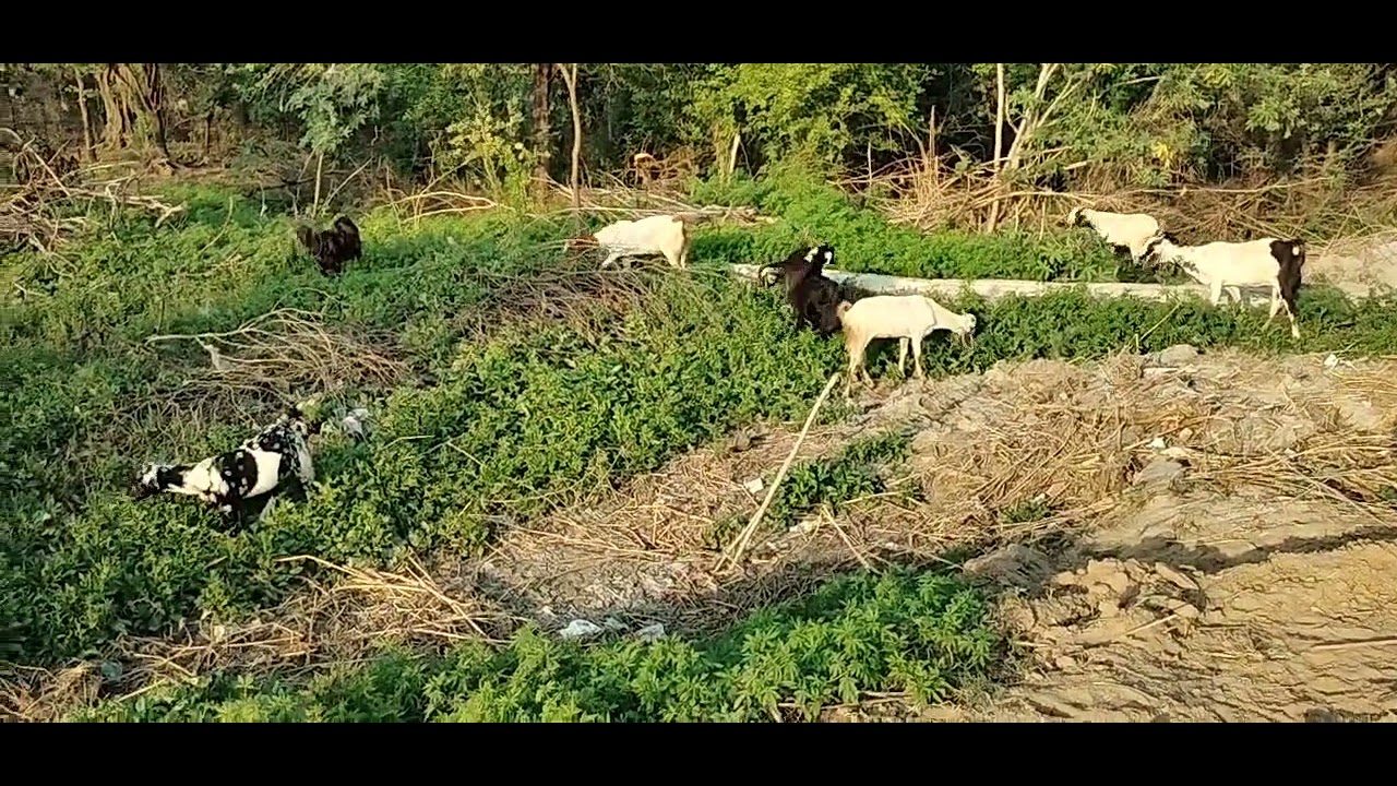 #bakri ki awaaz #goats sounds video - YouTube