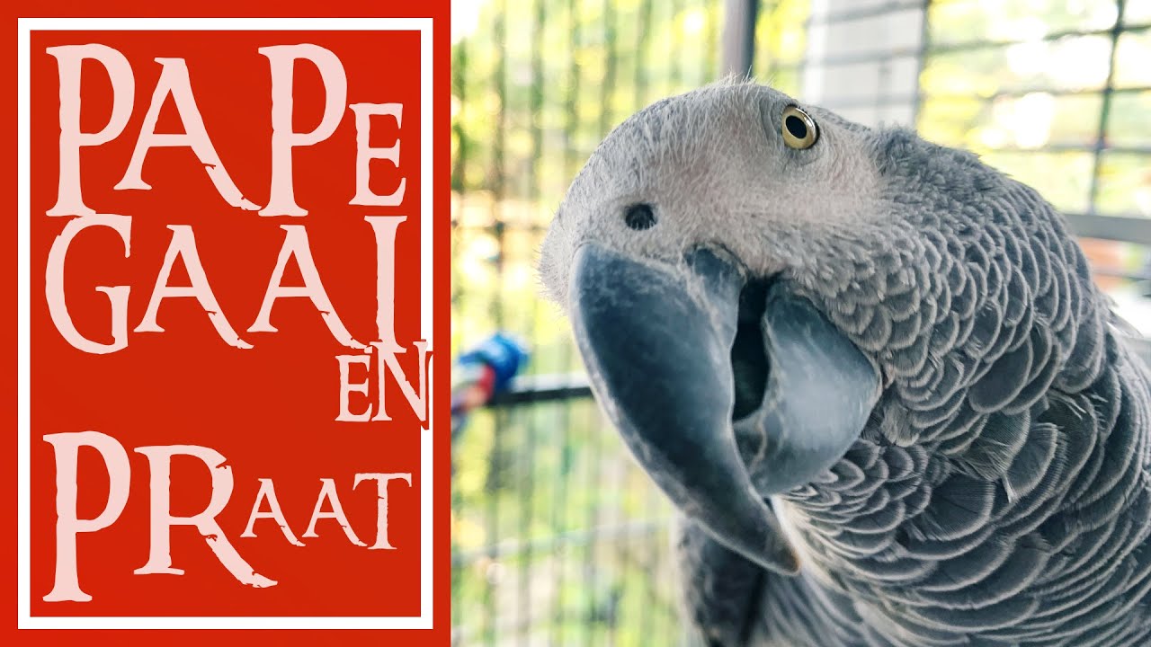 Talking parrots - Papegaaien praat 003 - YouTube