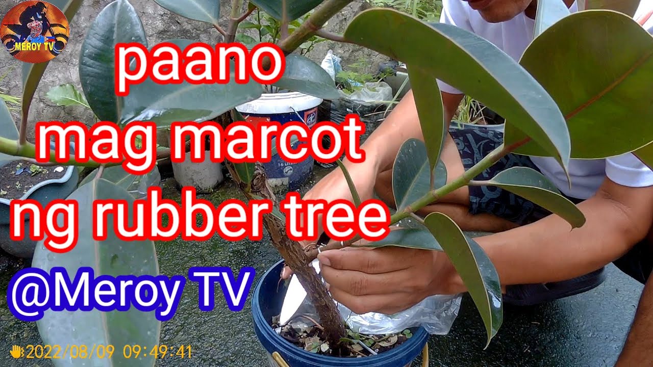 PAANO MAG MARCOT NG RUBBER TREE @Meroy TV - YouTube