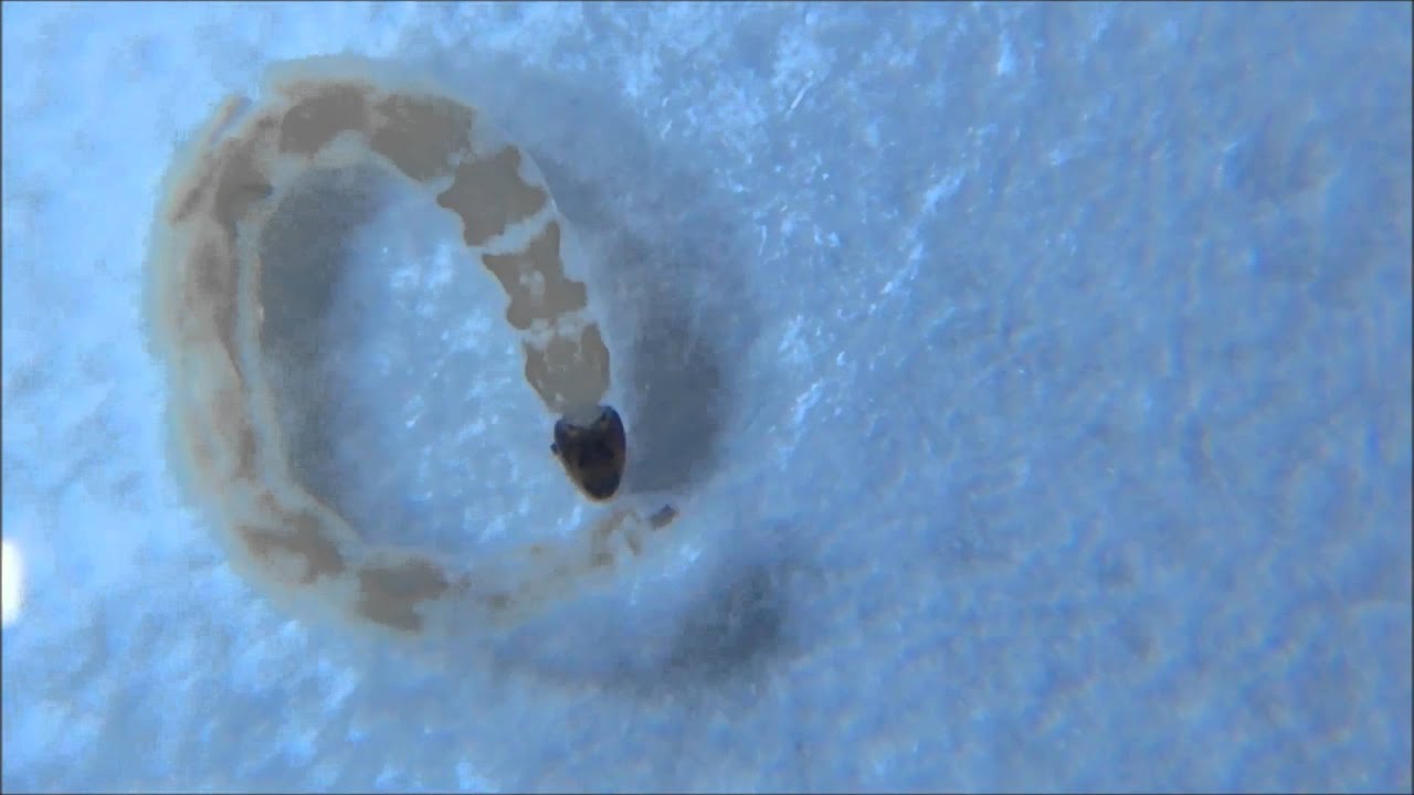 weird larva X60 Magnify - YouTube