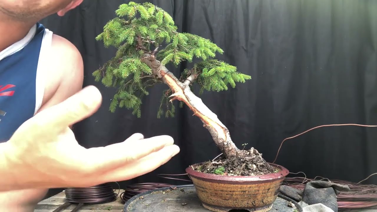 Creating deadwood (shari) on dwarf spruce bonsai and styling tree - YouTube