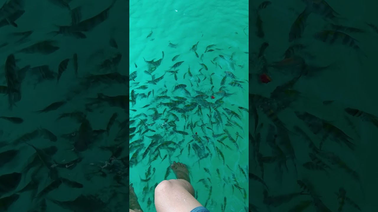 hungry fish eating bread | fish feeding - YouTube