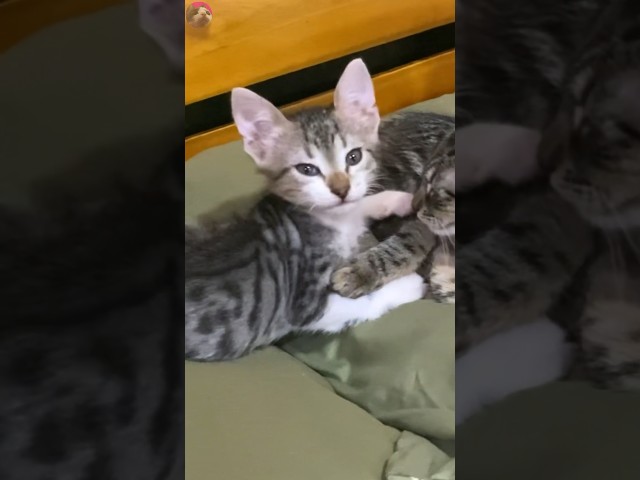 Adorable reaction of a rescued kitten when he was caught napping with ...