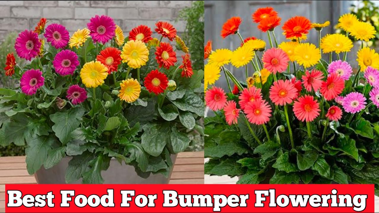 Gerbera Plant Grow With Soil,Fertilizer,Water||Best Growing Method For ...
