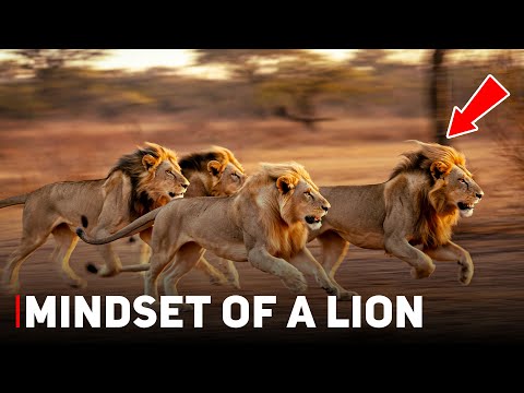 How Lions Think | The Psychology of a Fearless Predator