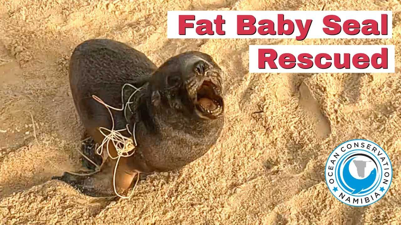 Fat Baby Seal