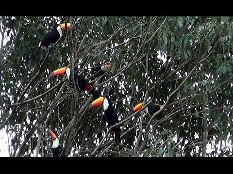 Toco Toucan Flock Vocalizing: Searching the Riparian Forest for Food ...