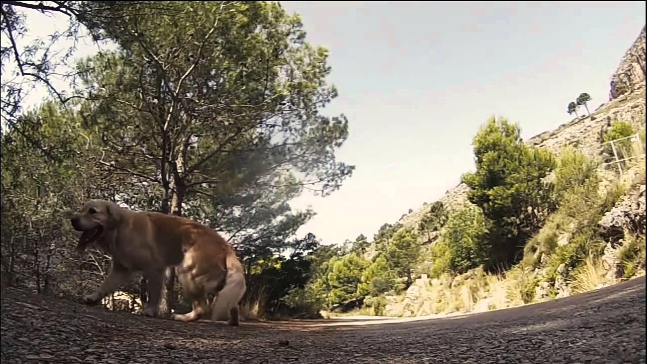 Summertime in Equilibrium dogs. - YouTube
