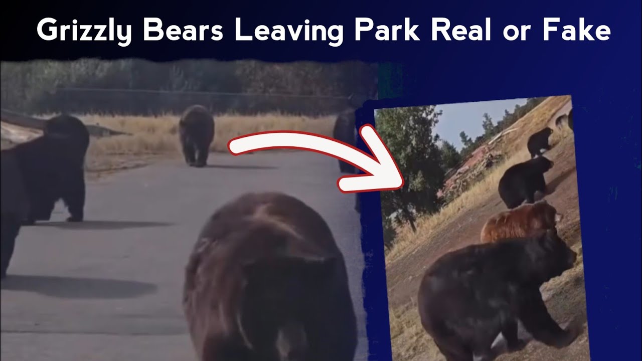 Grizzly Bears Leaving Yellowstone – Real or Fake? | Viral Bear Video ...