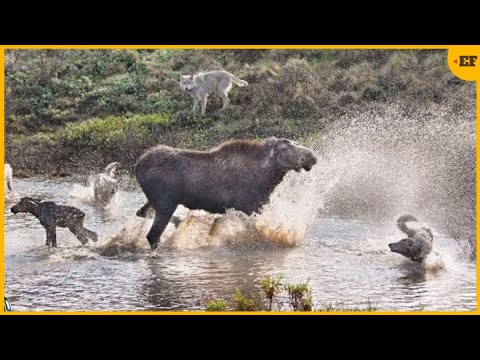 INCRÍVEL- ALCE E FILHOTE ENCURRALADOS POR LOBOS - YouTube