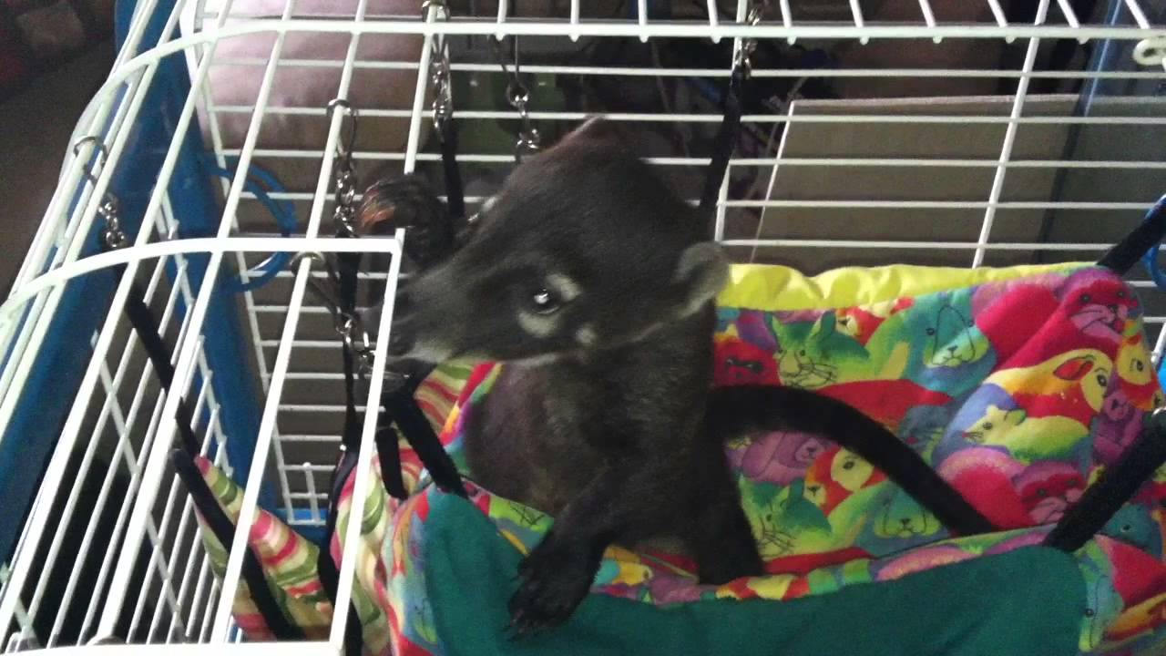 The cutest baby coati (coatimundi) - YouTube