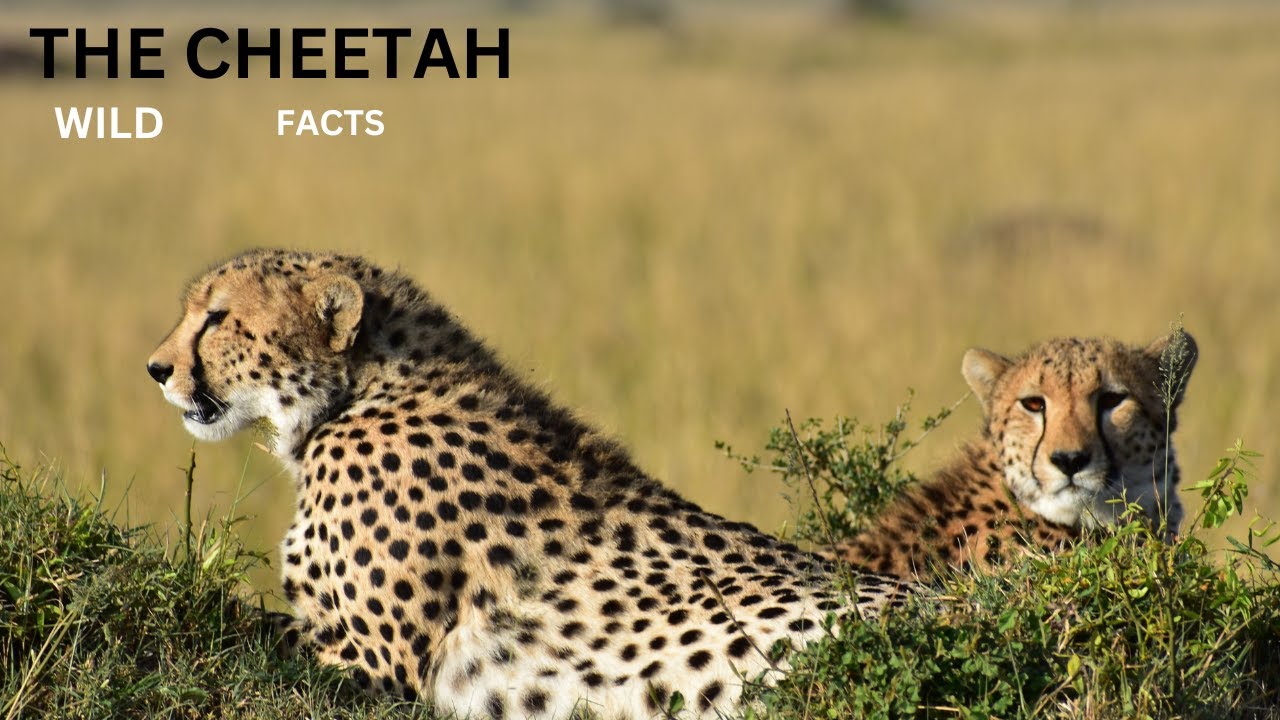 information about cheetah - YouTube