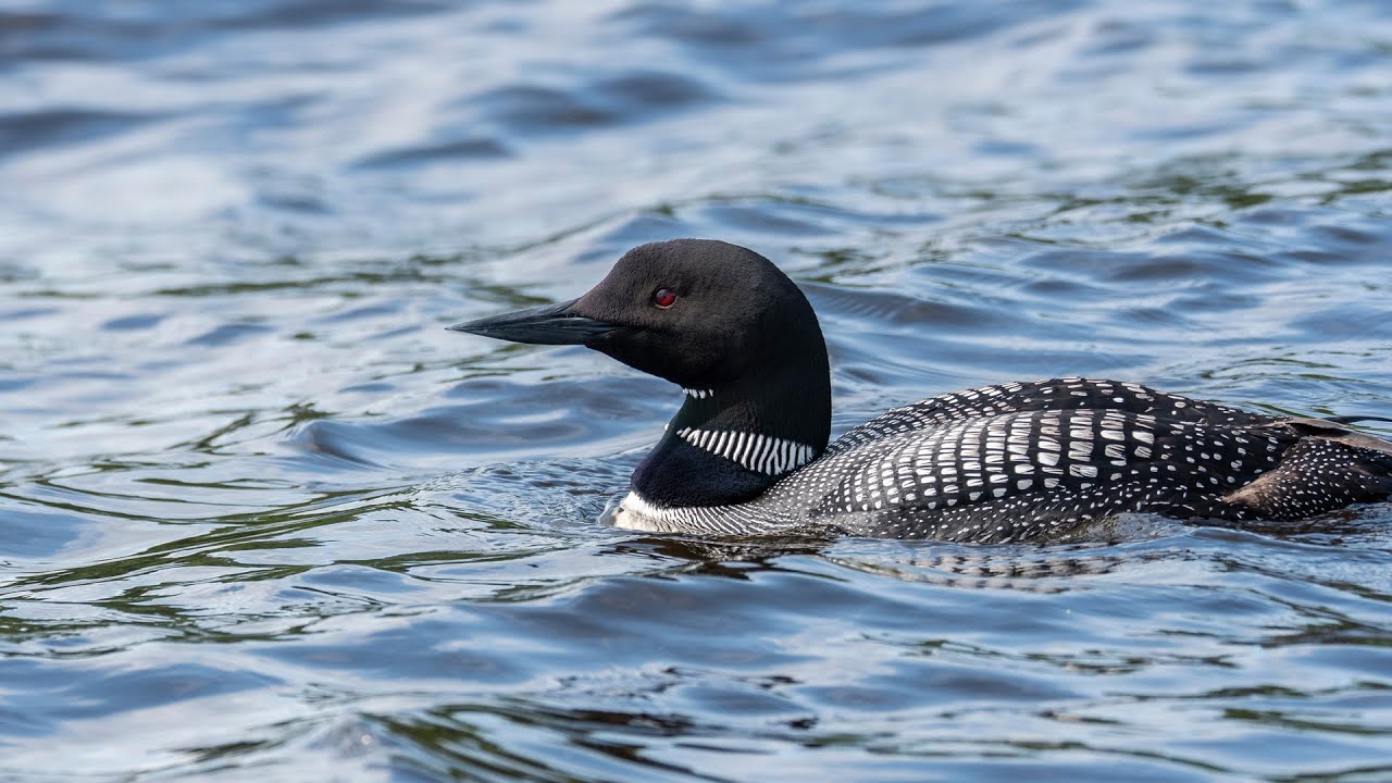 Will You Grow Show: ASK For What You Want | with Angelique Medow ...