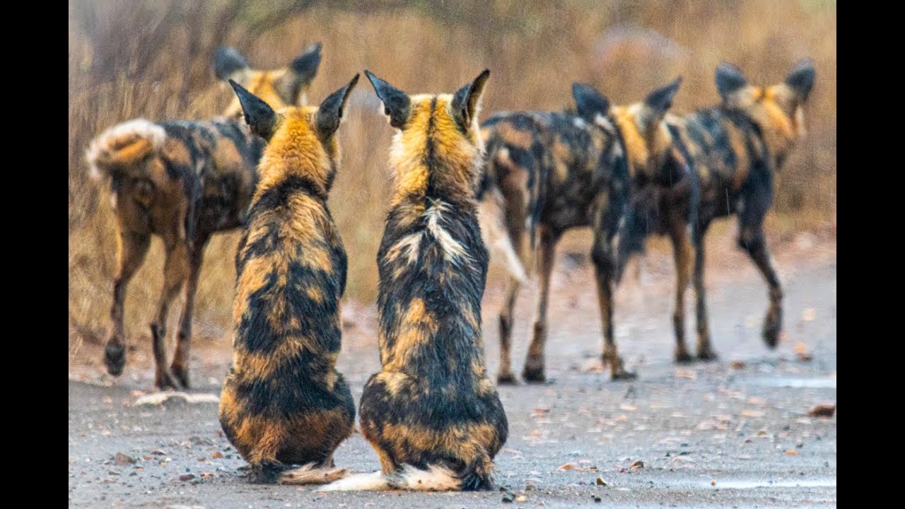 Wild Dogs Hunt, Eat, Play & Drink in the Kruger National Park - YouTube