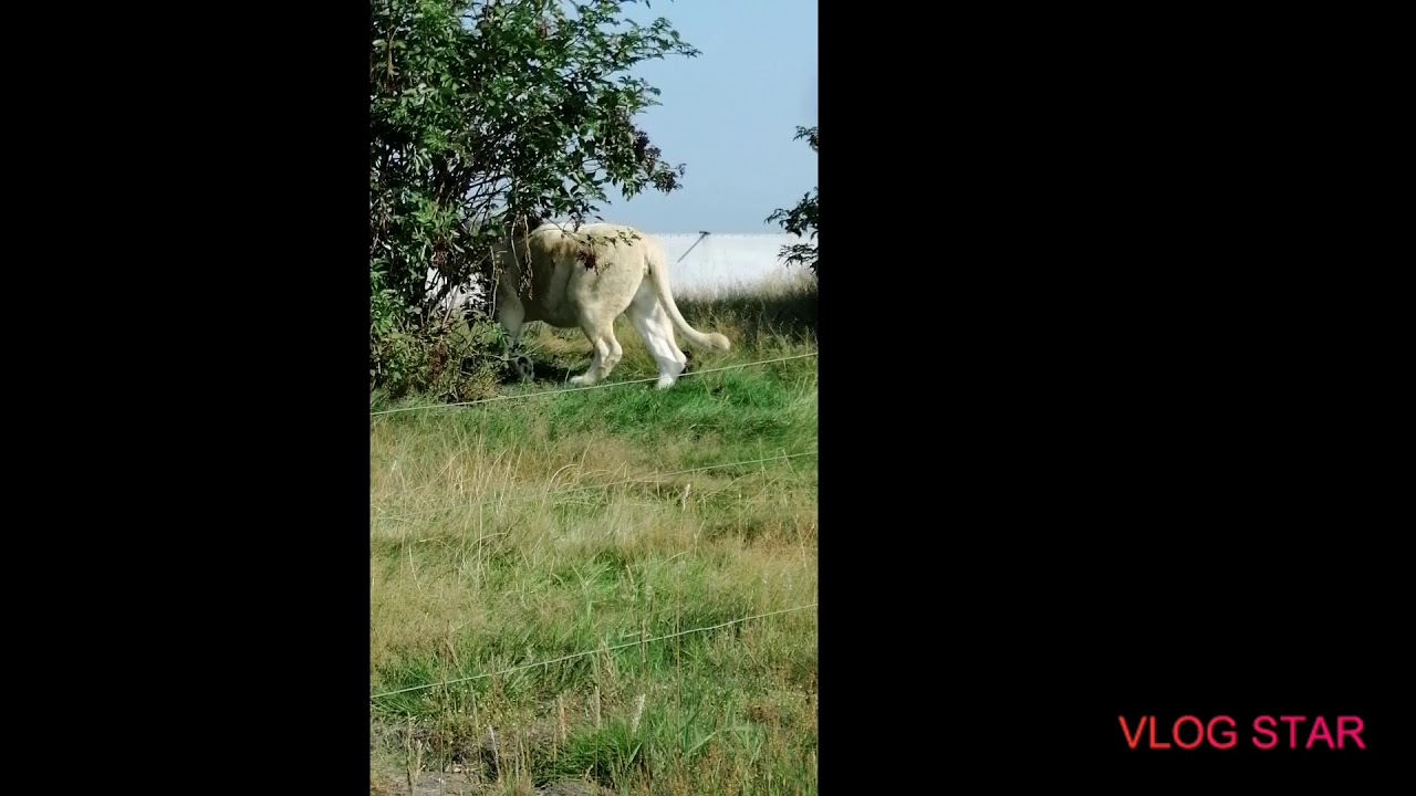 Westmidlands Safari park white lions - YouTube