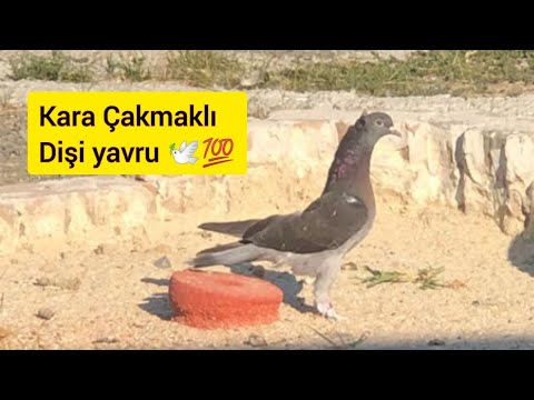 KARA ÇAKMAKLI DİŞİ YAVRUDAN GÜZEL PERFORMANS - Taklacı güvercin Oyunkuşu