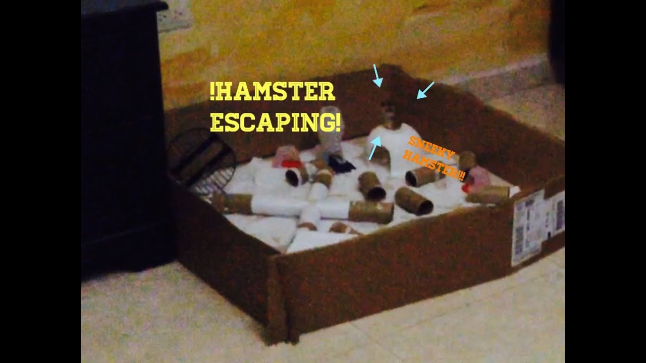 HAMSTER ESCAPE! - YouTube