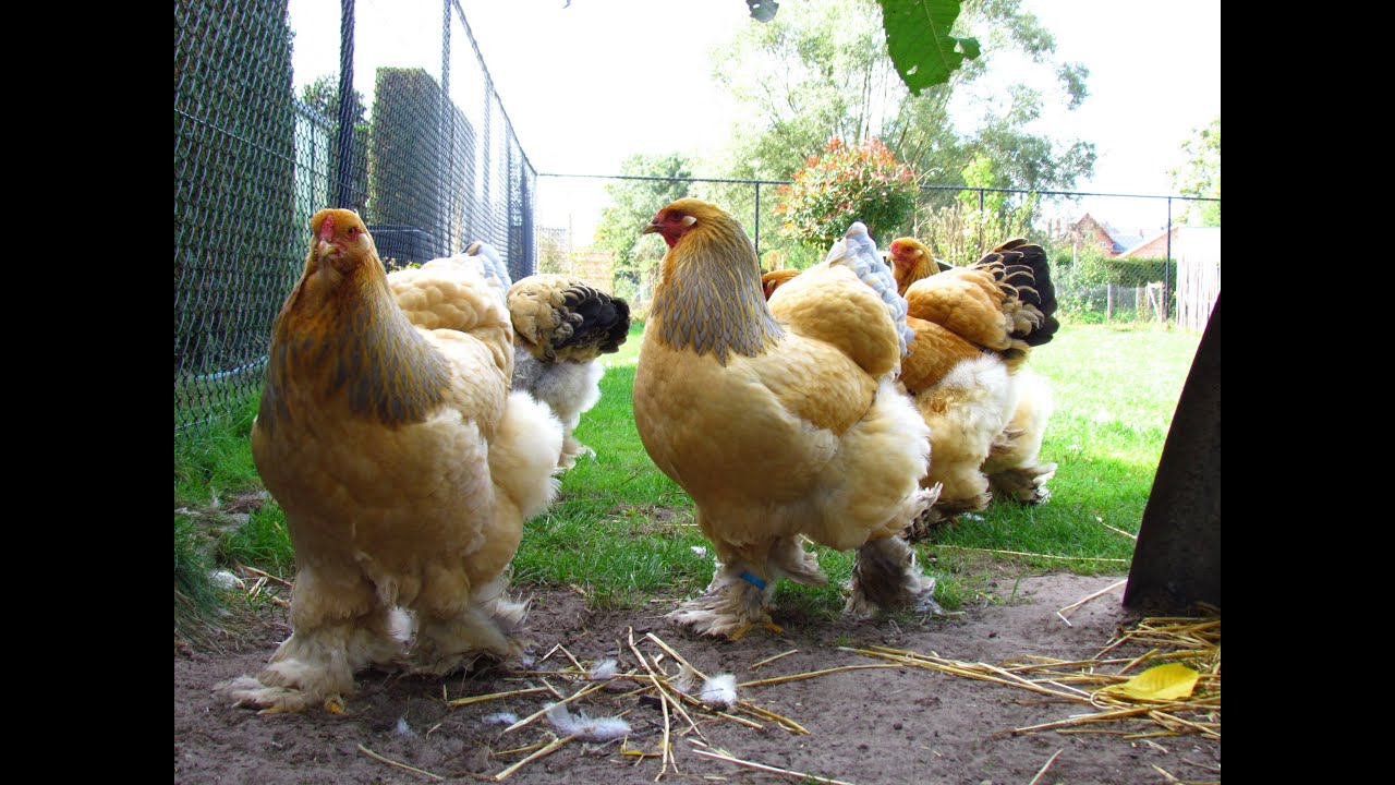Brahma farm Belgium ( buff & blue buff brahmas - giant hens ) - YouTube