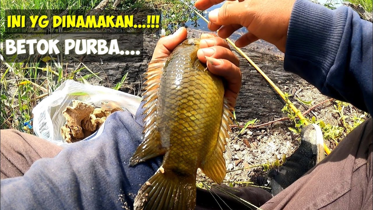 musim banjir masih ada juga ikan betok sebesar ini - YouTube