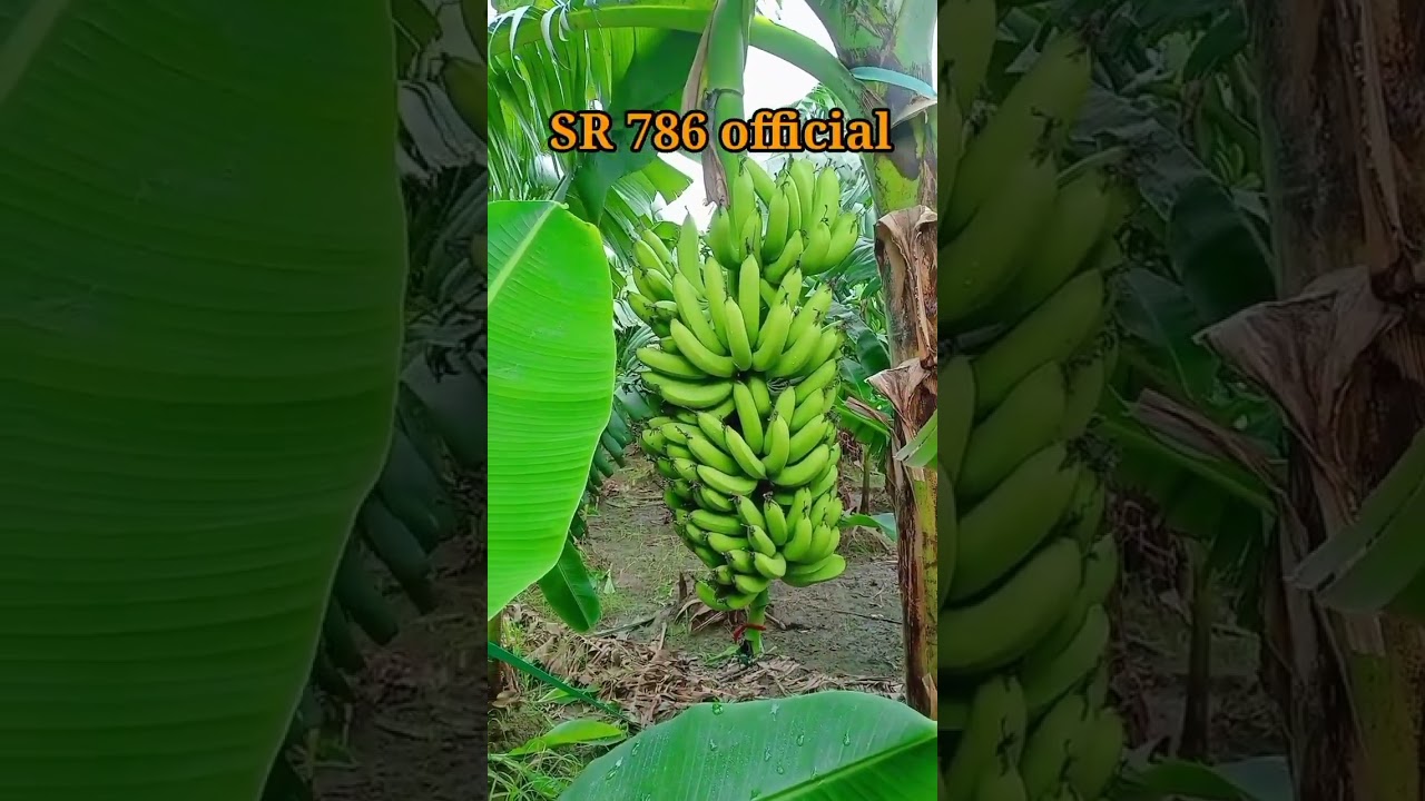 Kele Ki Kheti Banana Farming Kele Ka Khet Shorts Youtube