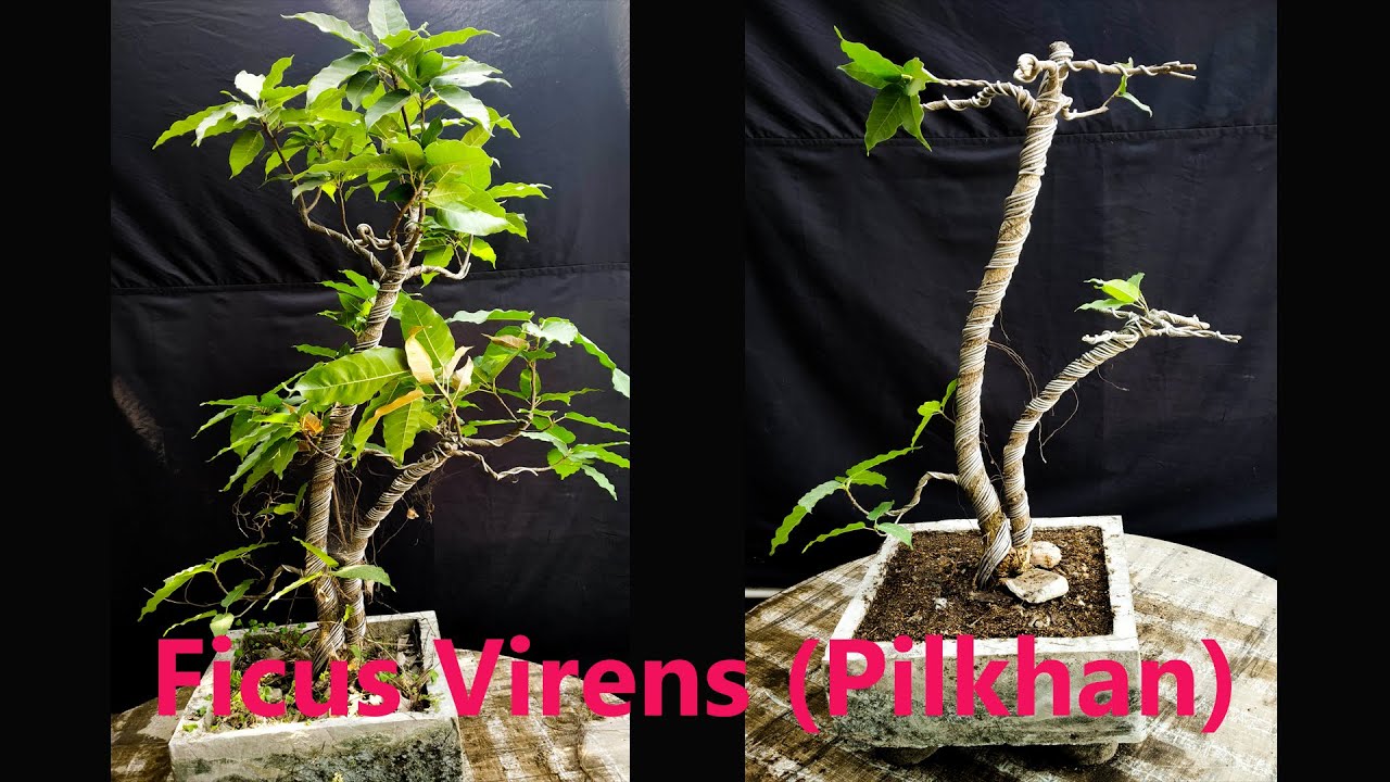 Ficus Virens (Pilkhan) Bonsai Tree Part 3 //samaresh bonsai //2023 ...