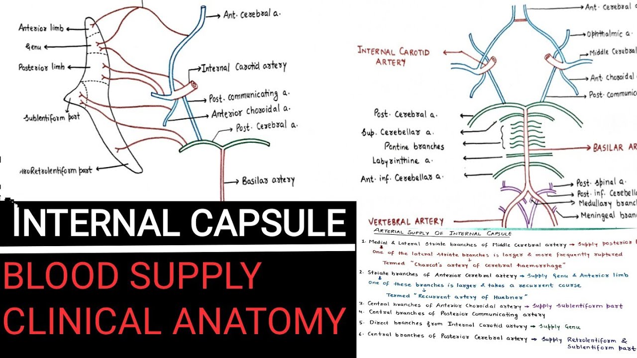 INTERNAL CAPSULE , PART - 3 - YouTube