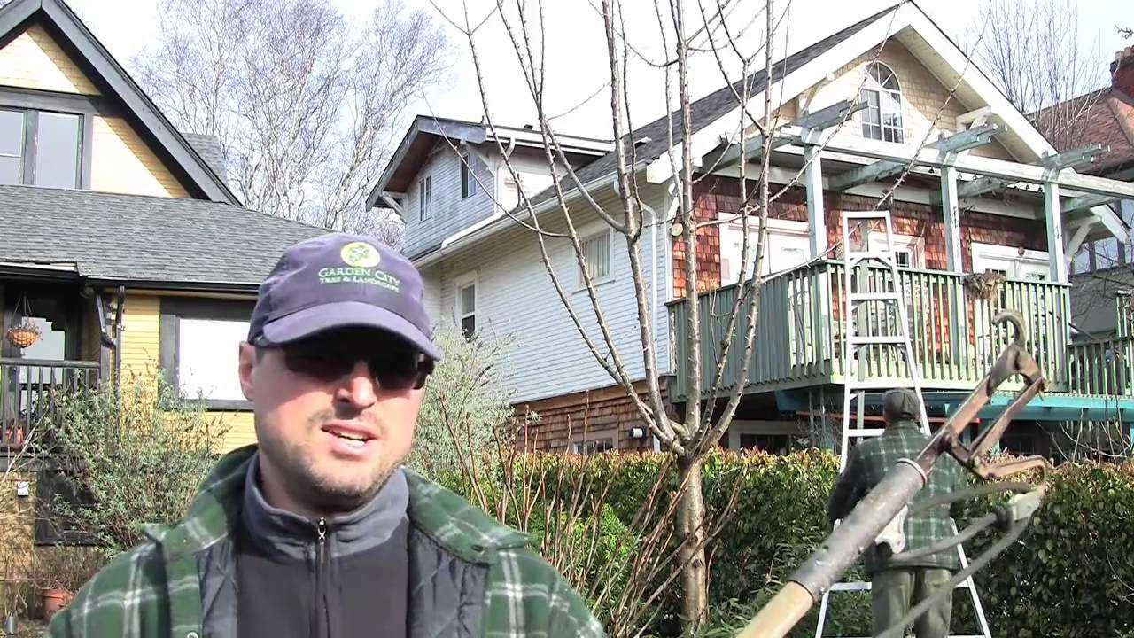 GC fruit tree pruning 101 - YouTube