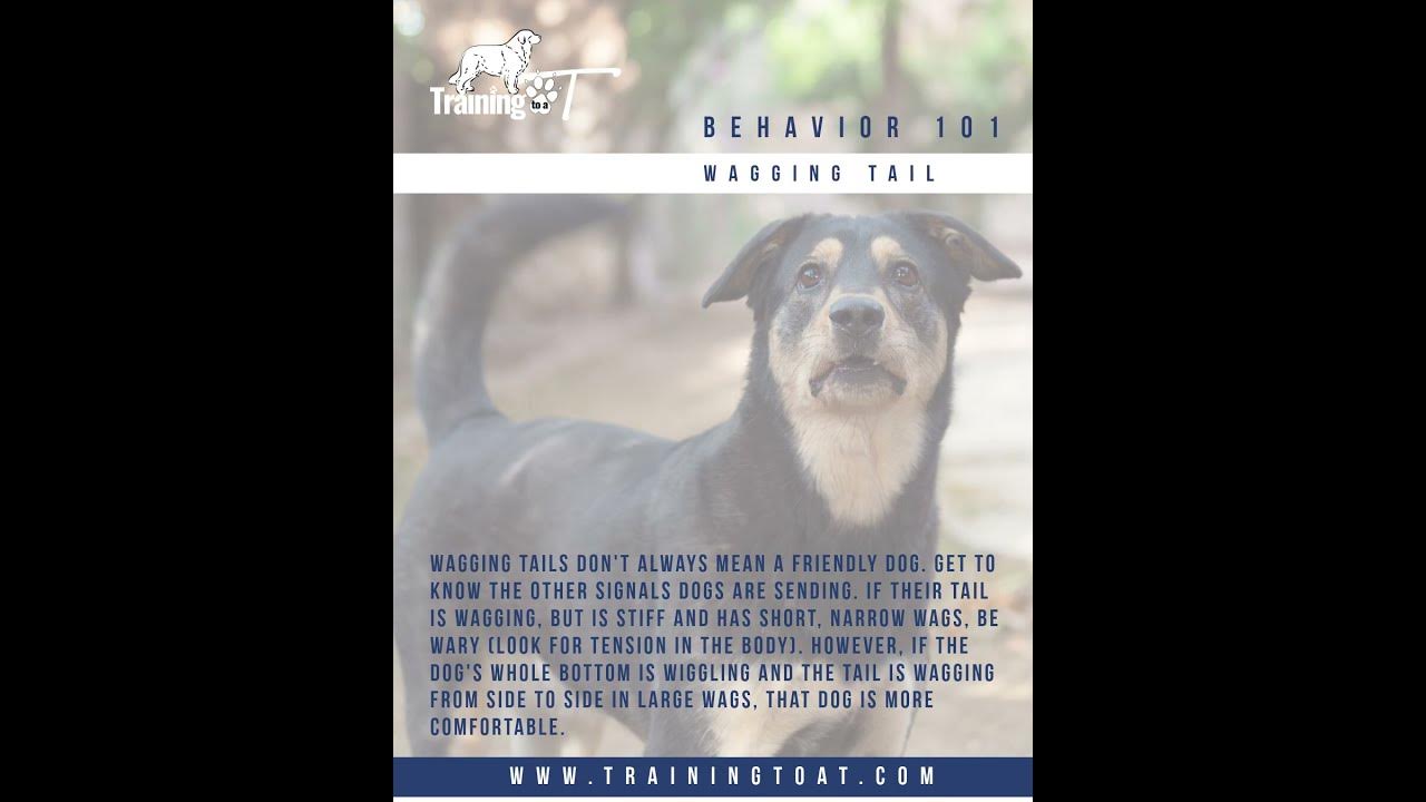 Behavior 101 - Wagging Tail - YouTube