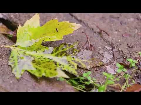 AUTUM SADNESS  - SUNO.AI & INKAZ