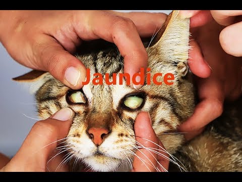 A 7-year-old female spayed cat has yellow ears (jaundice) - YouTube