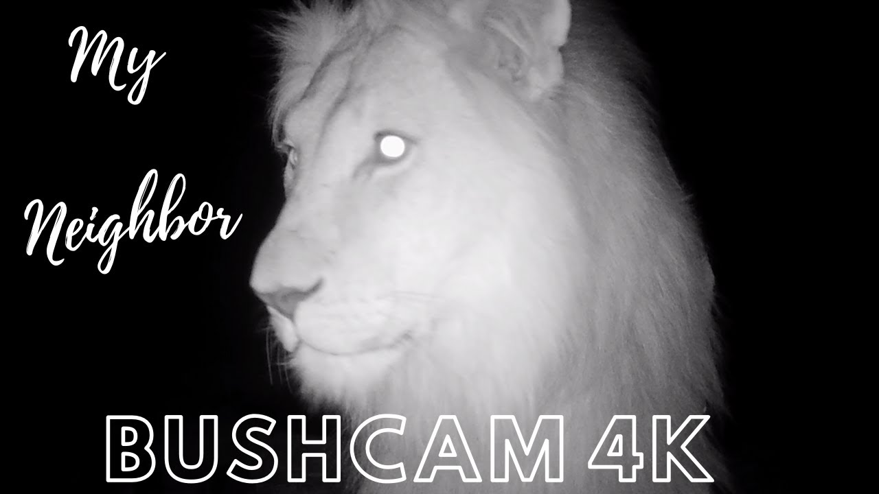 4K Bush Camera videos in Big 5 - Living in the Wild with no fences ...