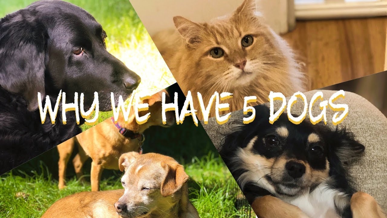 WHY WE HAVE 5 DOGS!?! | GETTING TO KNOW MY DOGS AND CATS | A SMALL Q ...