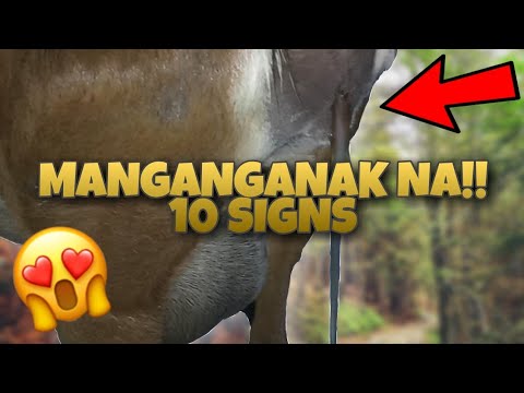 GOAT SERIES #6: Native na Kambing (Palatandaan na Manganganak Ang ...