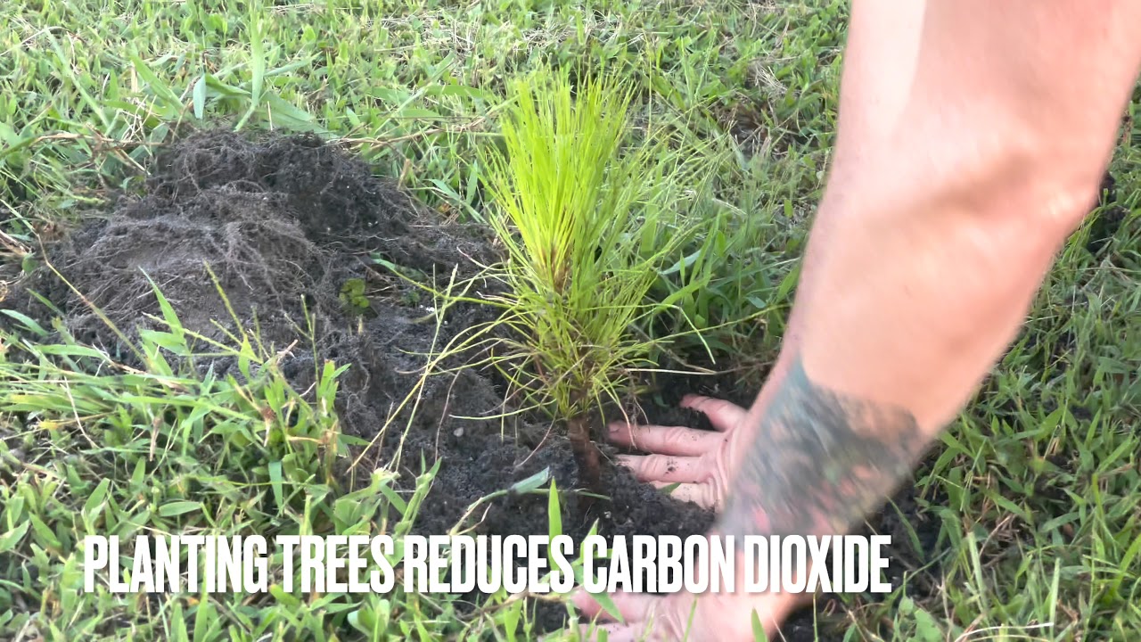 Planting A Southern Slash Pine Tree At Crystal Banyan Ranch - YouTube