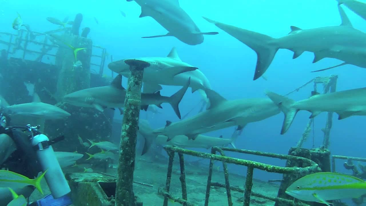 Ship Wreck Dive With Sharks 1 - YouTube