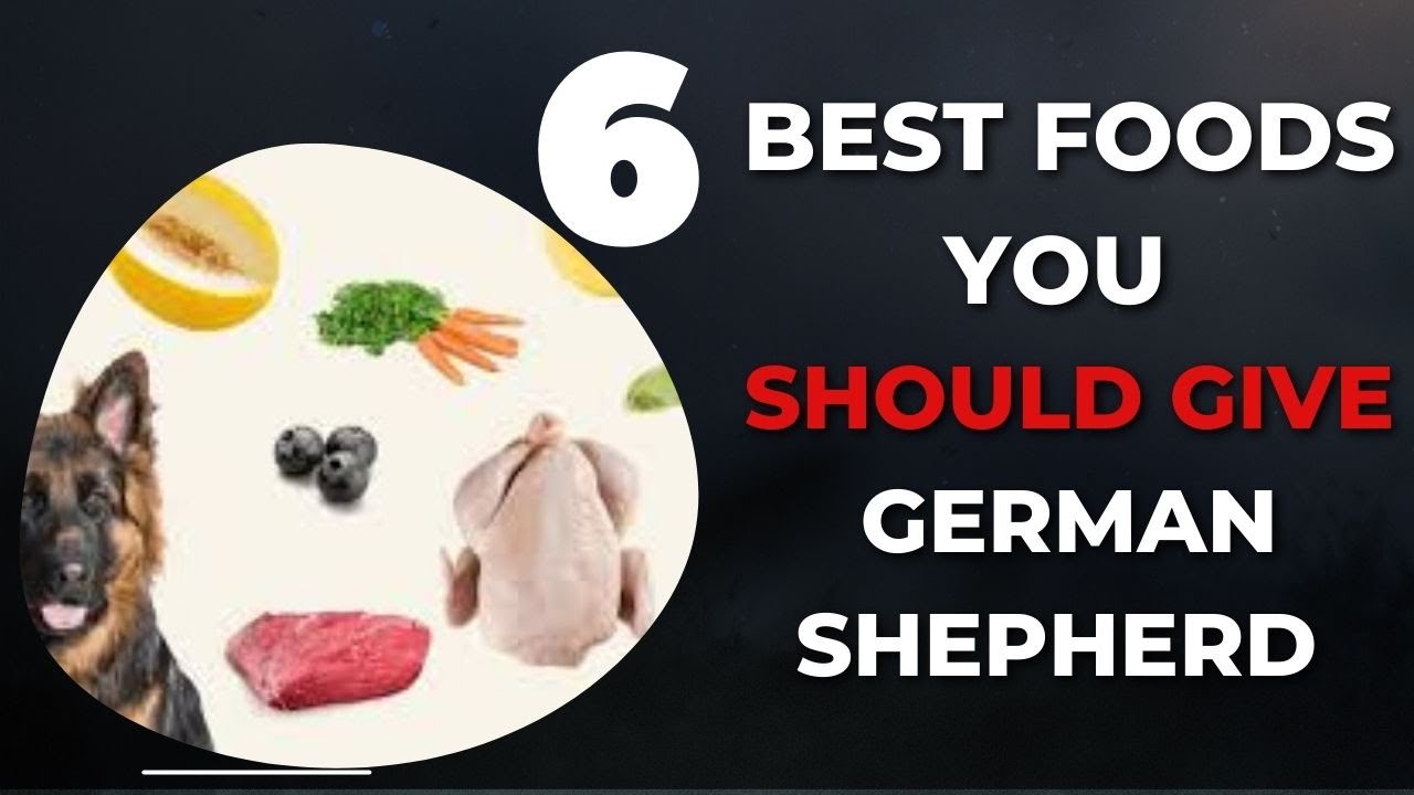 Best Foods You Should Give German Shepherds = What You Should Give Your ...