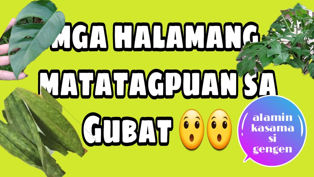 HALAMANG GUBAT NA MAKIKITA SA LOOB NG BAHAY/MALL/SYUDAD - YouTube