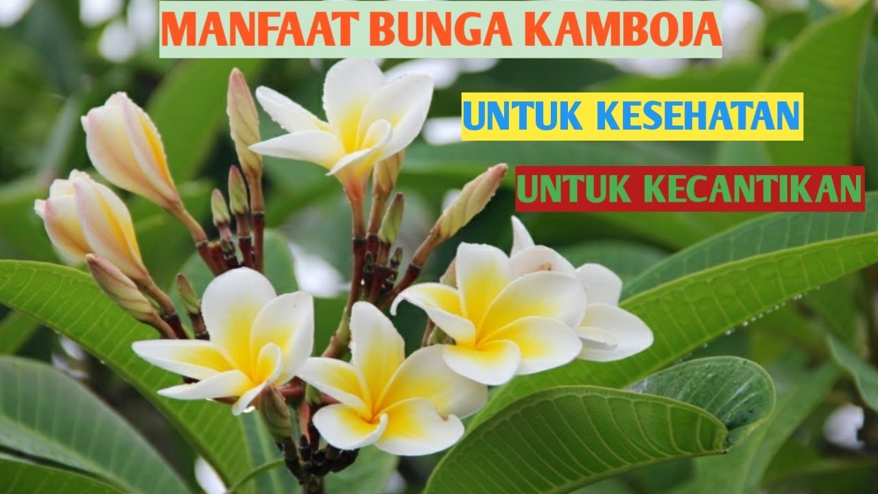 Manfaat bunga Kamboja untuk kesehatan dan kecantikan - YouTube