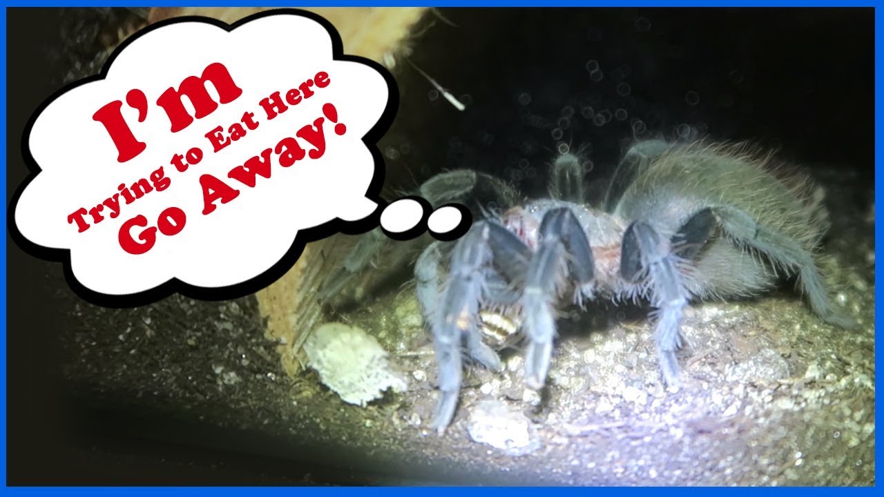 Baby Tarantula Eating Cricket - YouTube