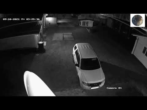 Нападения волков на собак . новые случаи. Часть 3